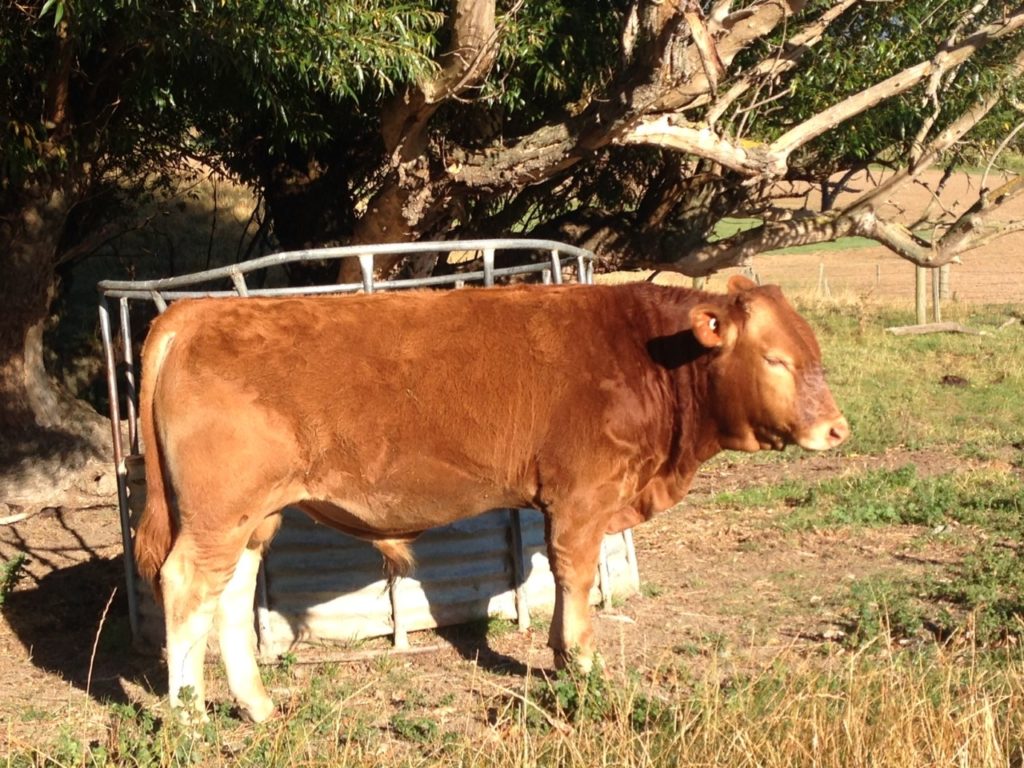 Young Stock & Herds – South Devon Cattle Society of New Zealand